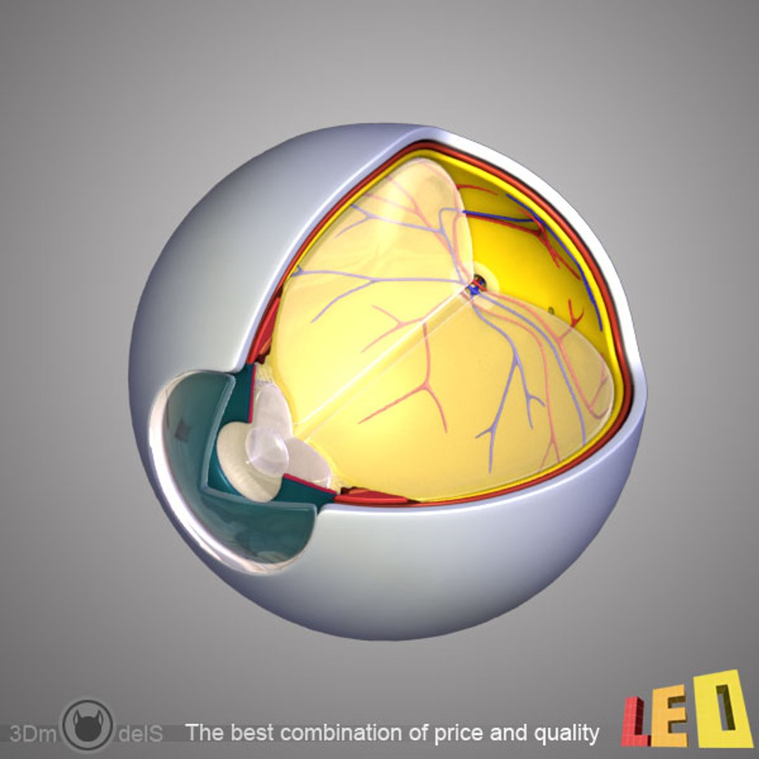 3d anatomy eye model