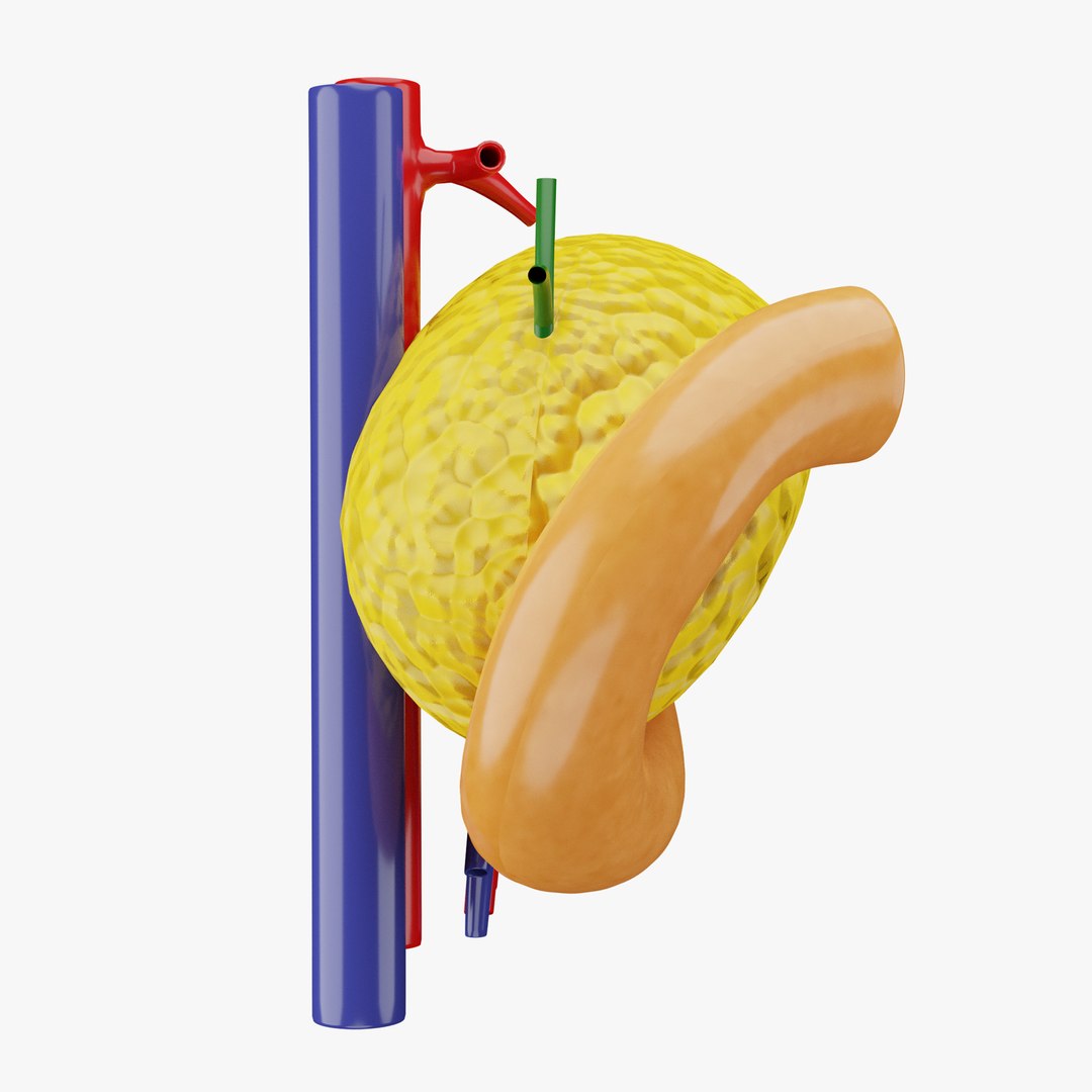 Human Pancreas 3D Model Model - TurboSquid 2207997