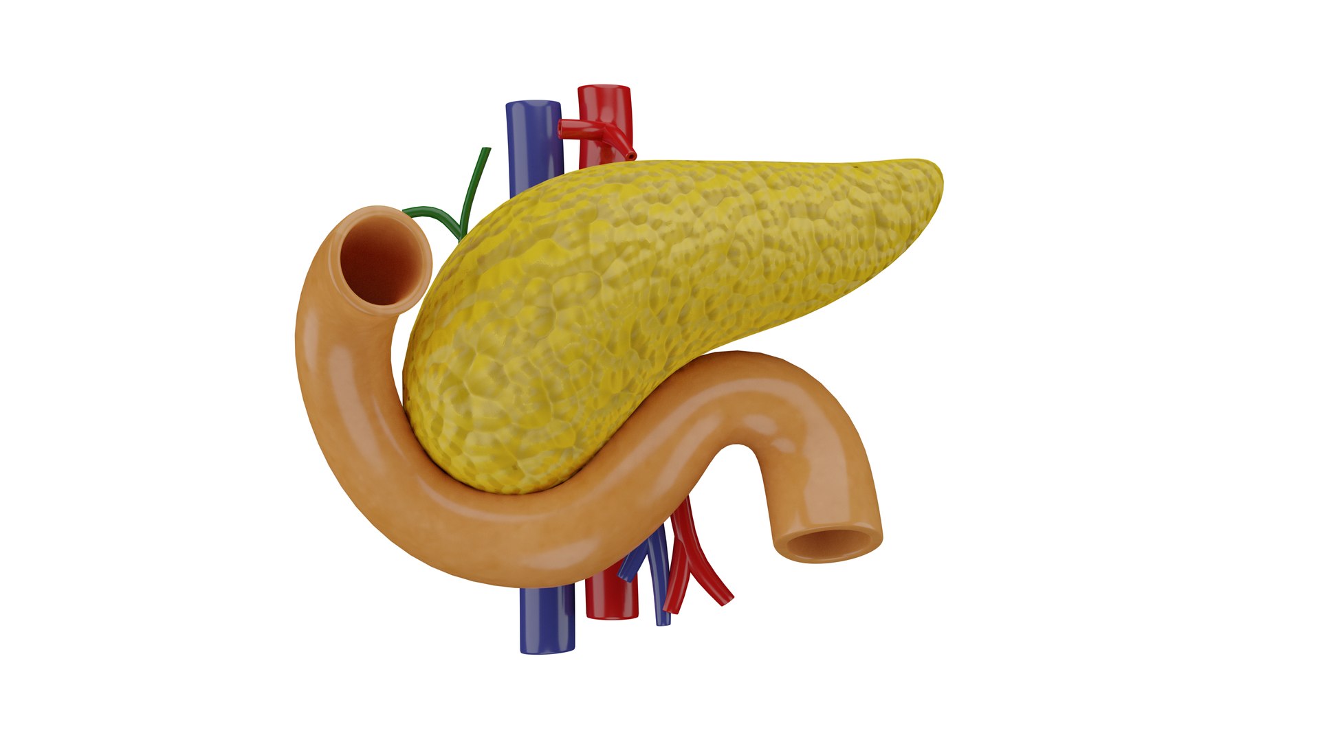 Human Pancreas 3D Model Model - TurboSquid 2207997