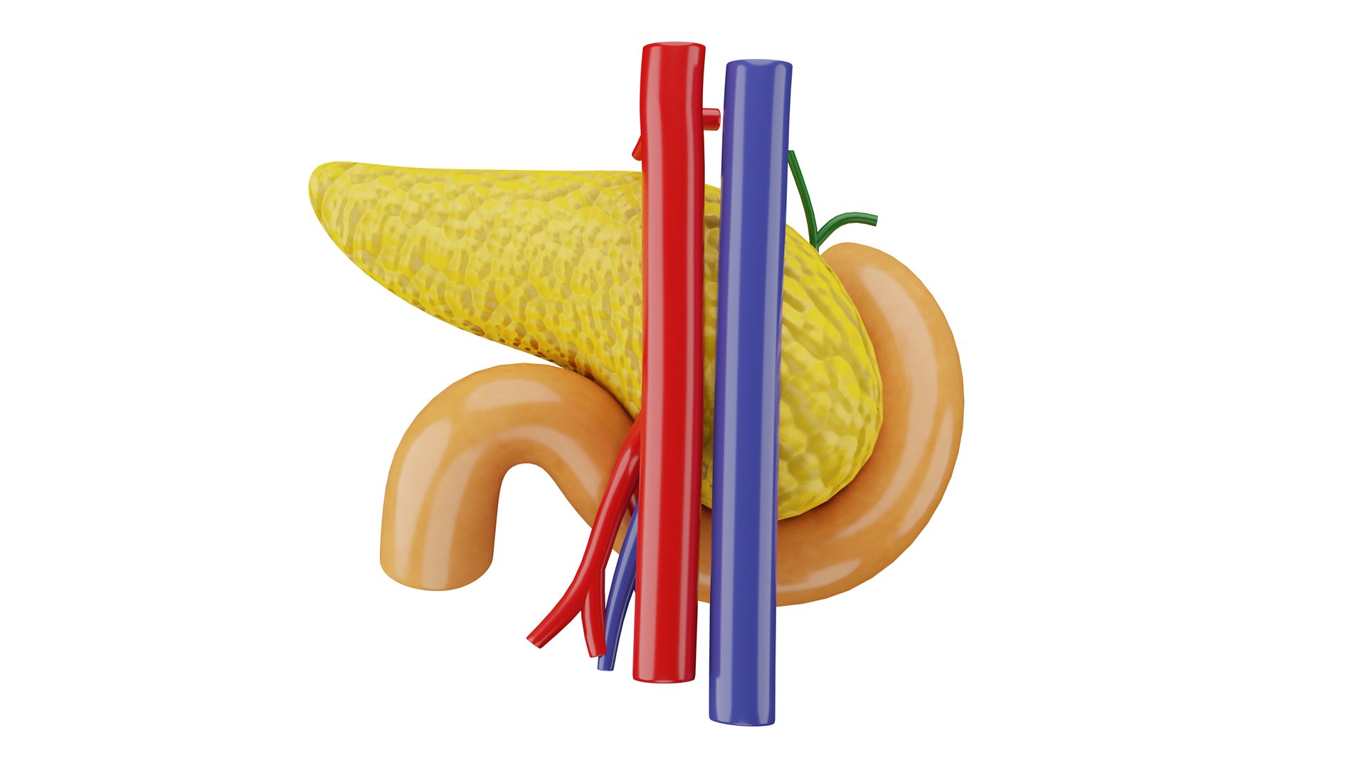 Human Pancreas 3D Model Model - TurboSquid 2207997