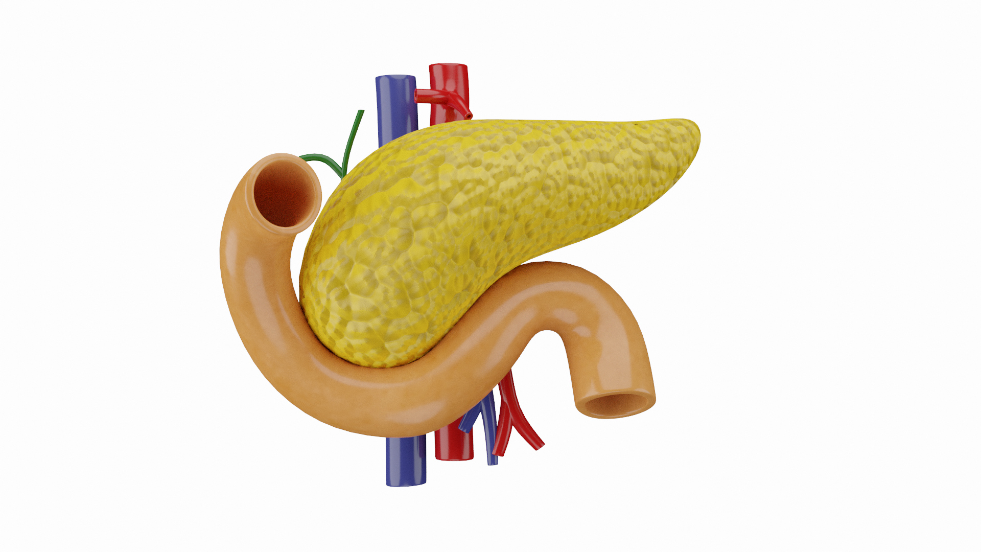 Human Pancreas 3D Model Model - TurboSquid 2207997