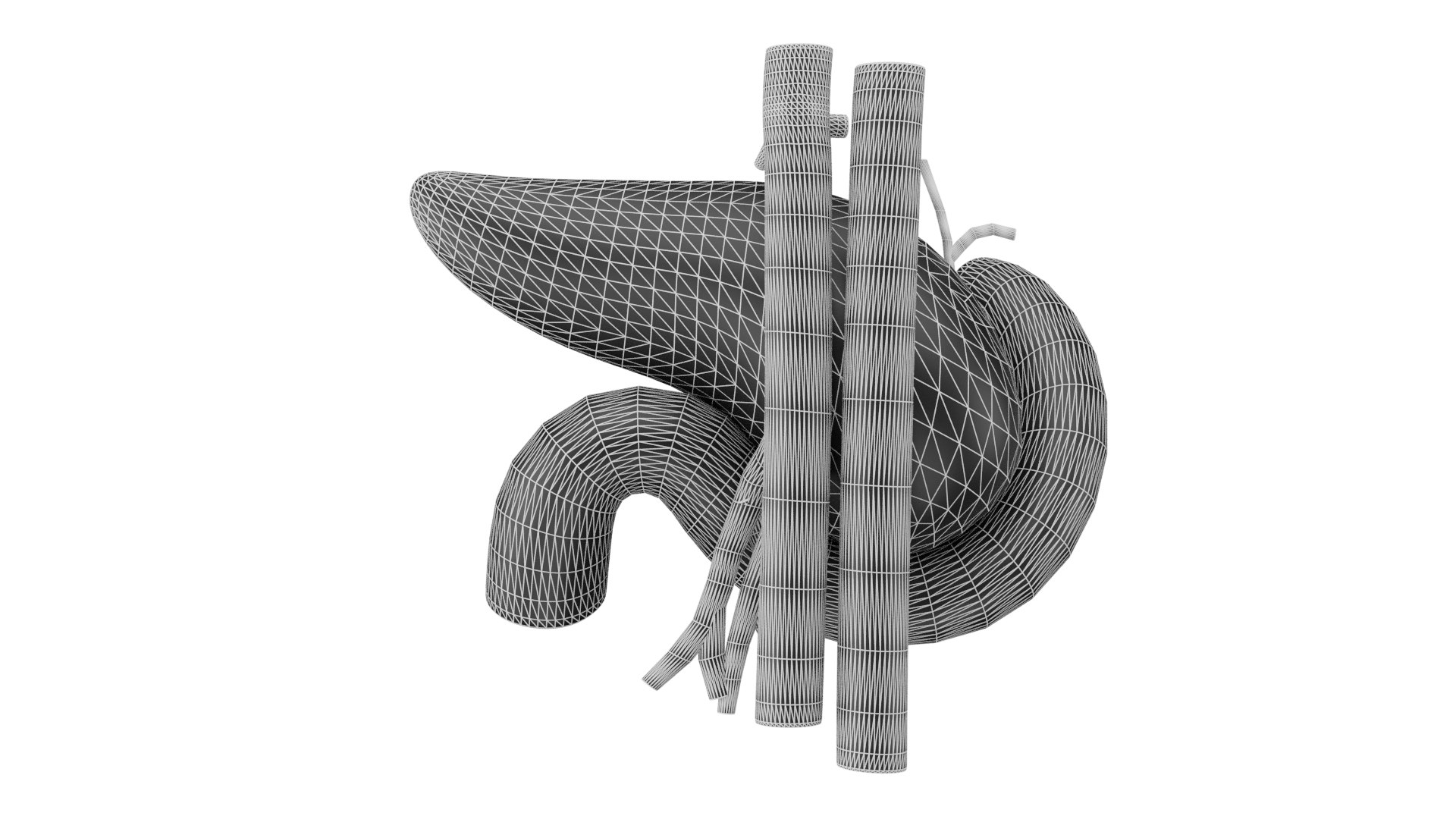 Human Pancreas 3D Model Model - TurboSquid 2207997