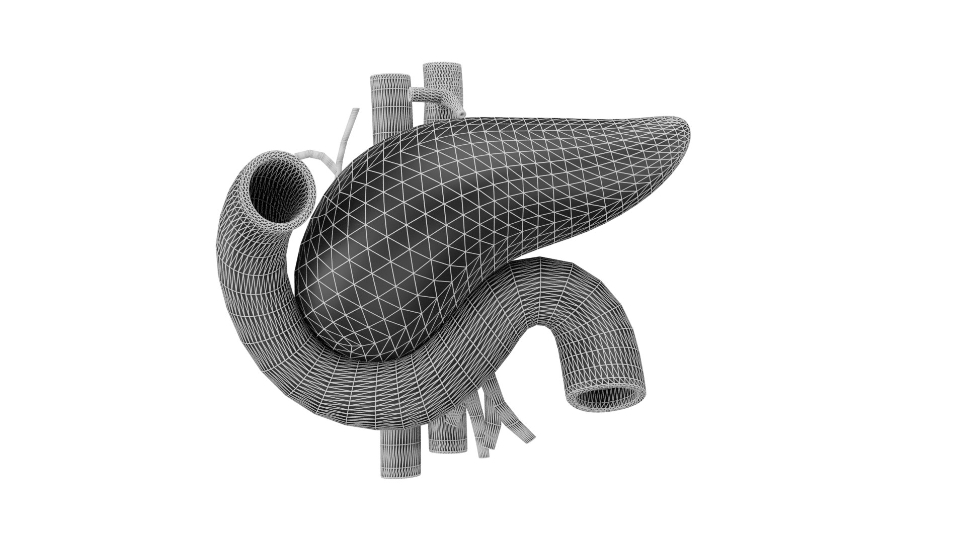 Human Pancreas 3D Model Model - TurboSquid 2207997