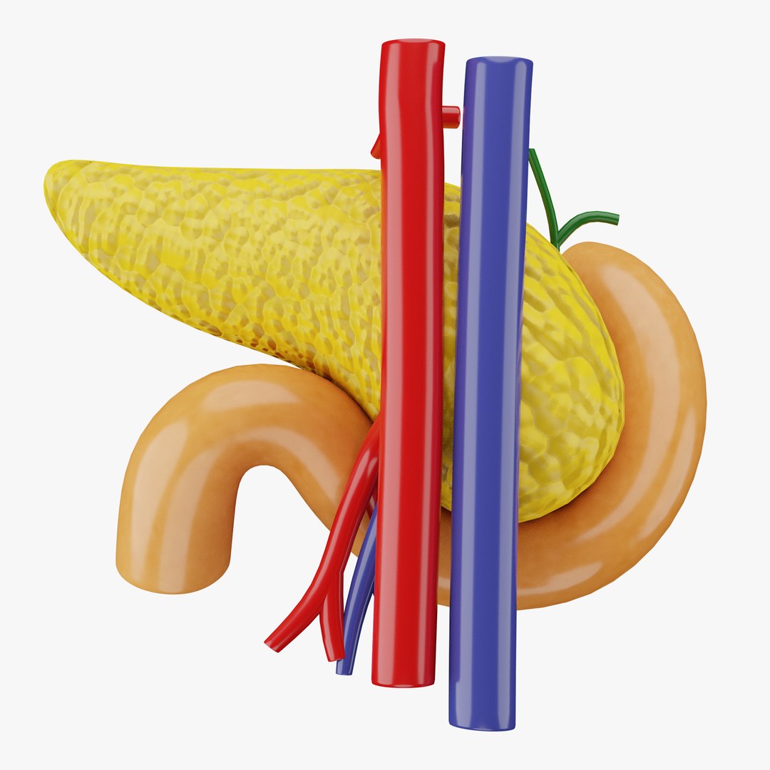 Human Pancreas 3D Model Model - TurboSquid 2207997