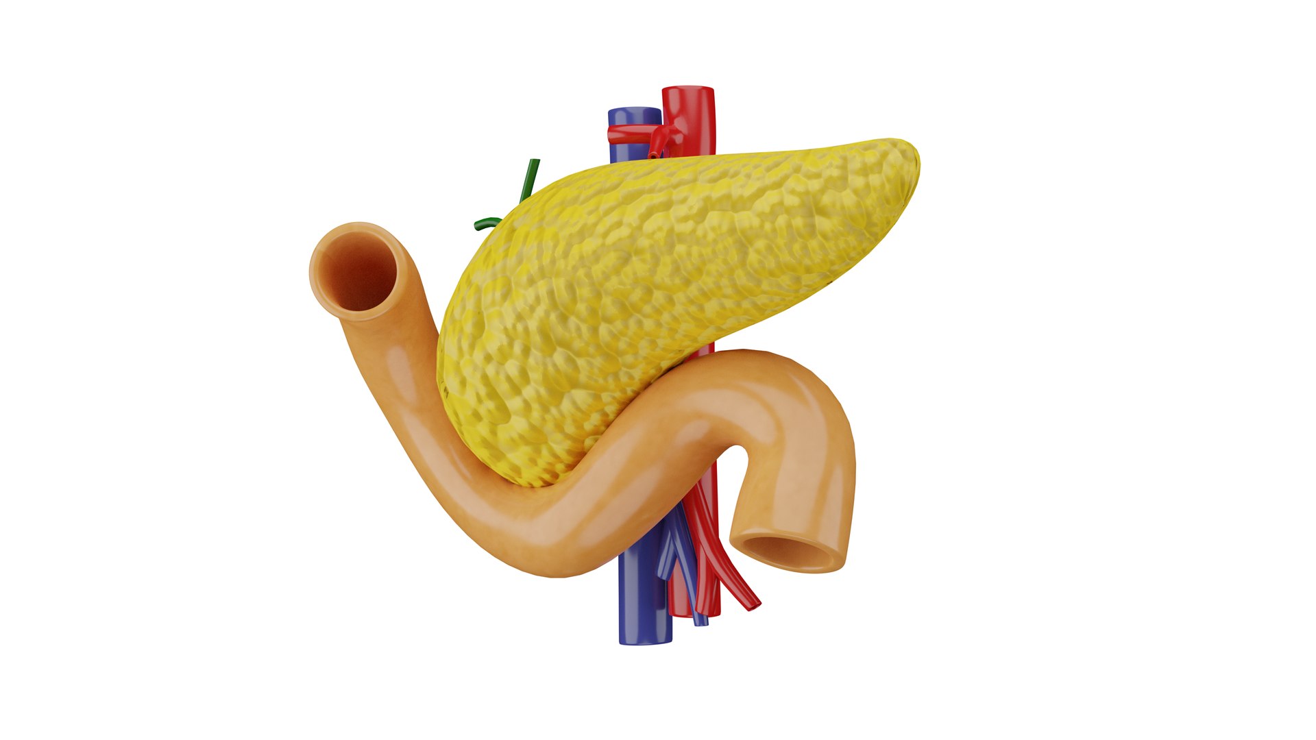 Human Pancreas 3D Model Model - TurboSquid 2207997