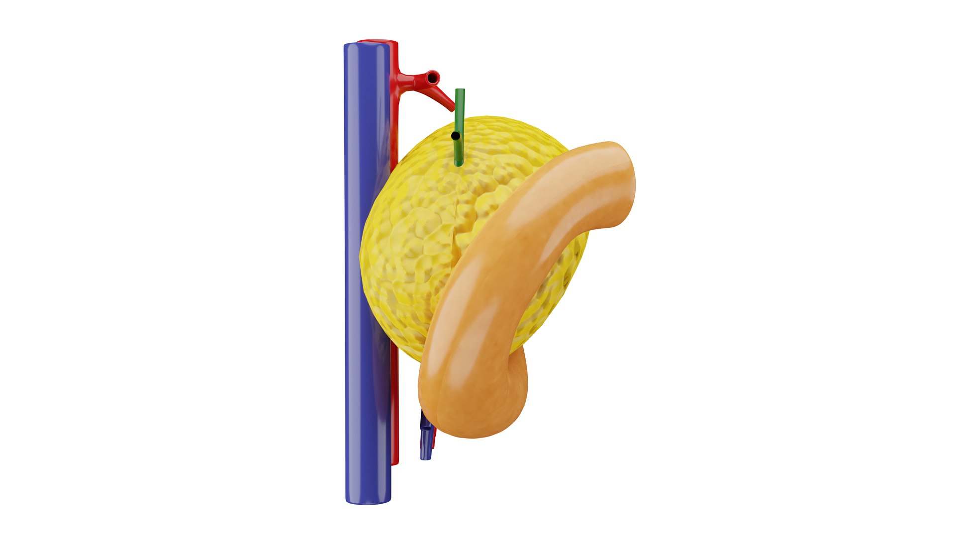 Human Pancreas 3D Model Model - TurboSquid 2207997