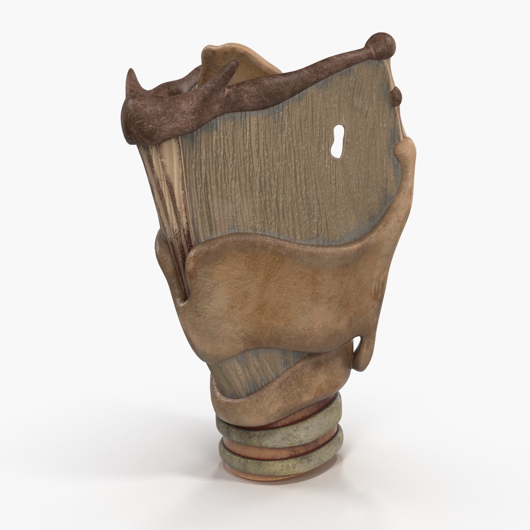 3D larynx - TurboSquid 1560652