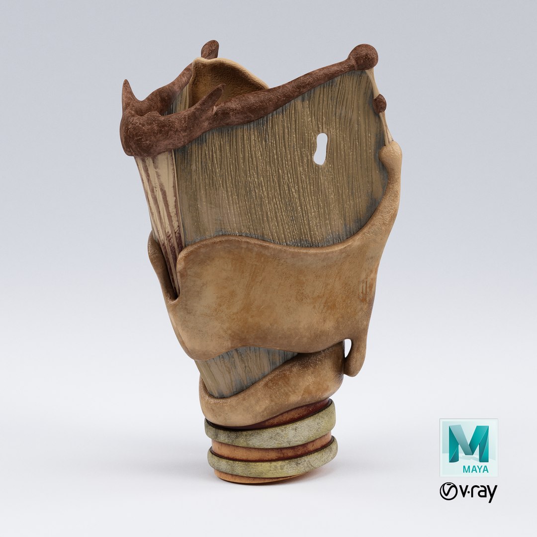 3D Larynx - TurboSquid 1560652