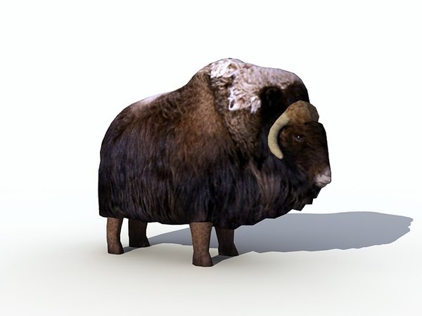 Musk Ox 3D Models for Download | TurboSquid