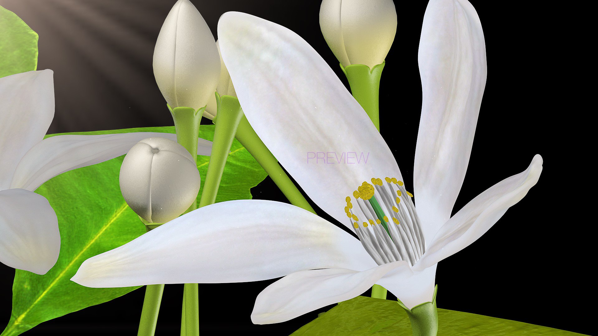 3D Model Animated Orange Tree Flower - TurboSquid 2271847