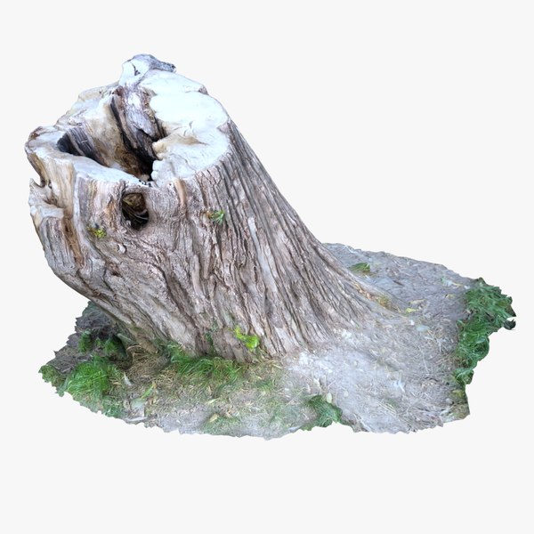 3D Stump SCAN - TurboSquid 1767240