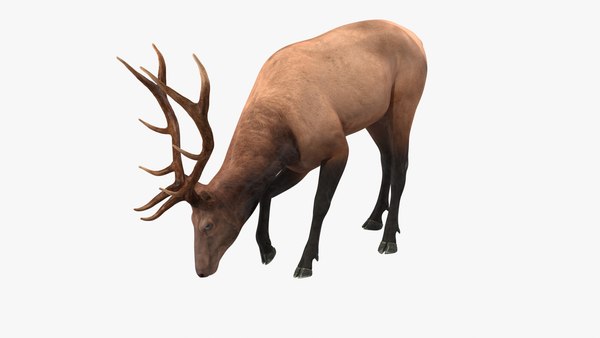 modelo 3d Cervus Canadensis - TurboSquid 2264160