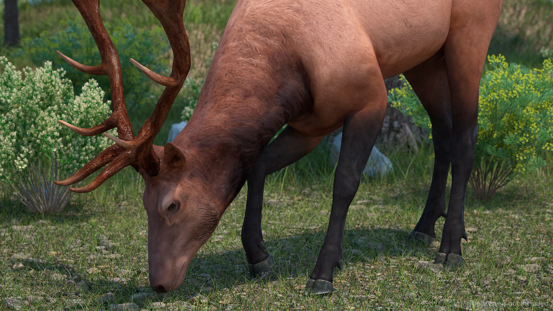 3D Model Cervus Canadensis - TurboSquid 2264160