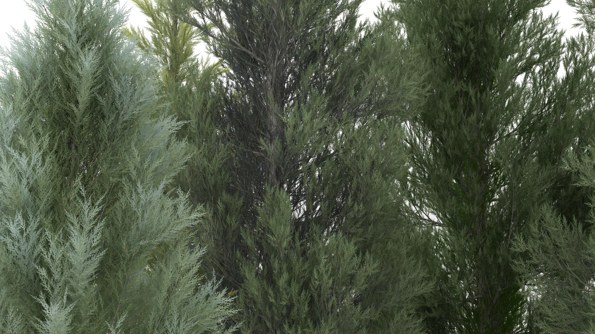 3d 20 Trees