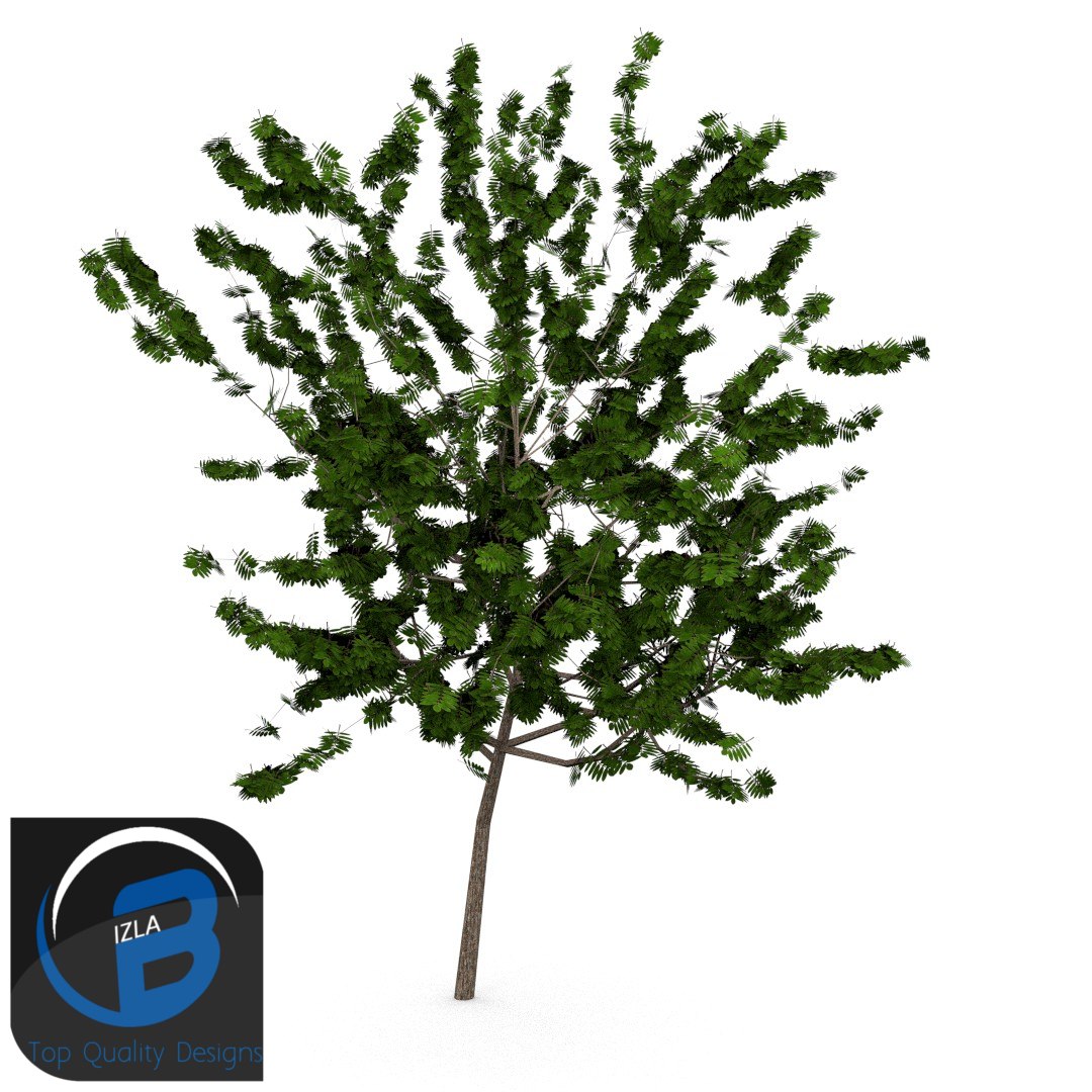 3d Tree Leaf Model
