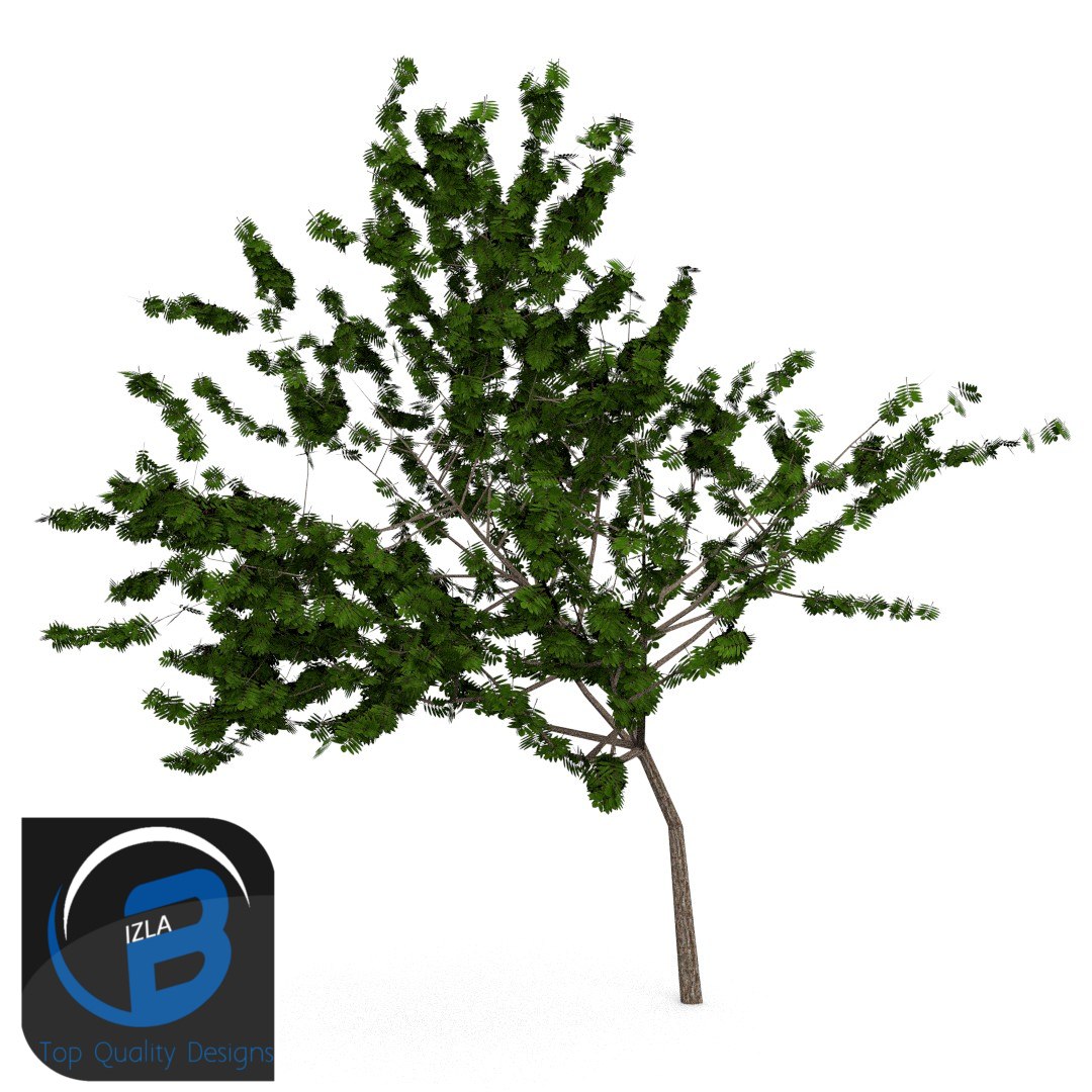3d Tree Leaf Model