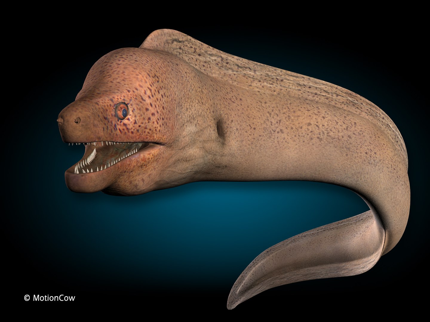 Realistic Giant Moray Eel Xsi