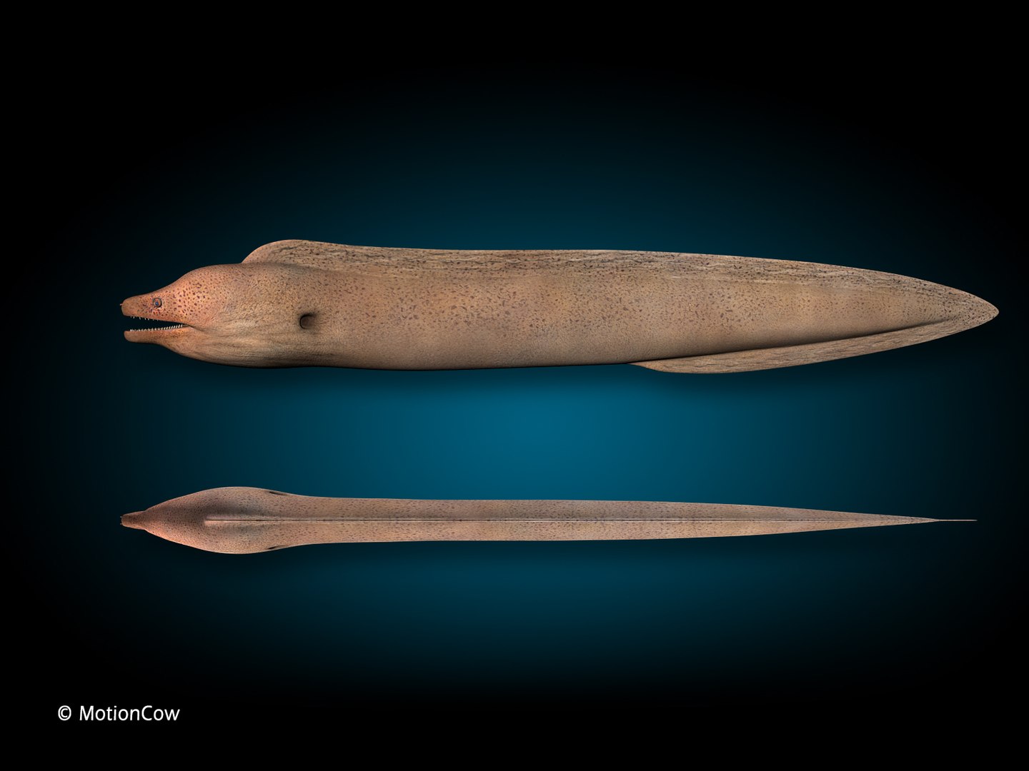 Realistic Giant Moray Eel Xsi