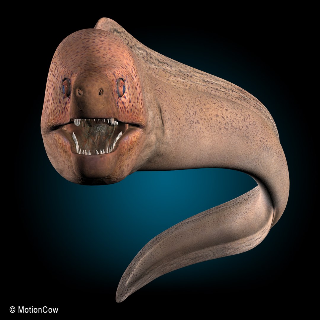 realistic giant moray eel xsi