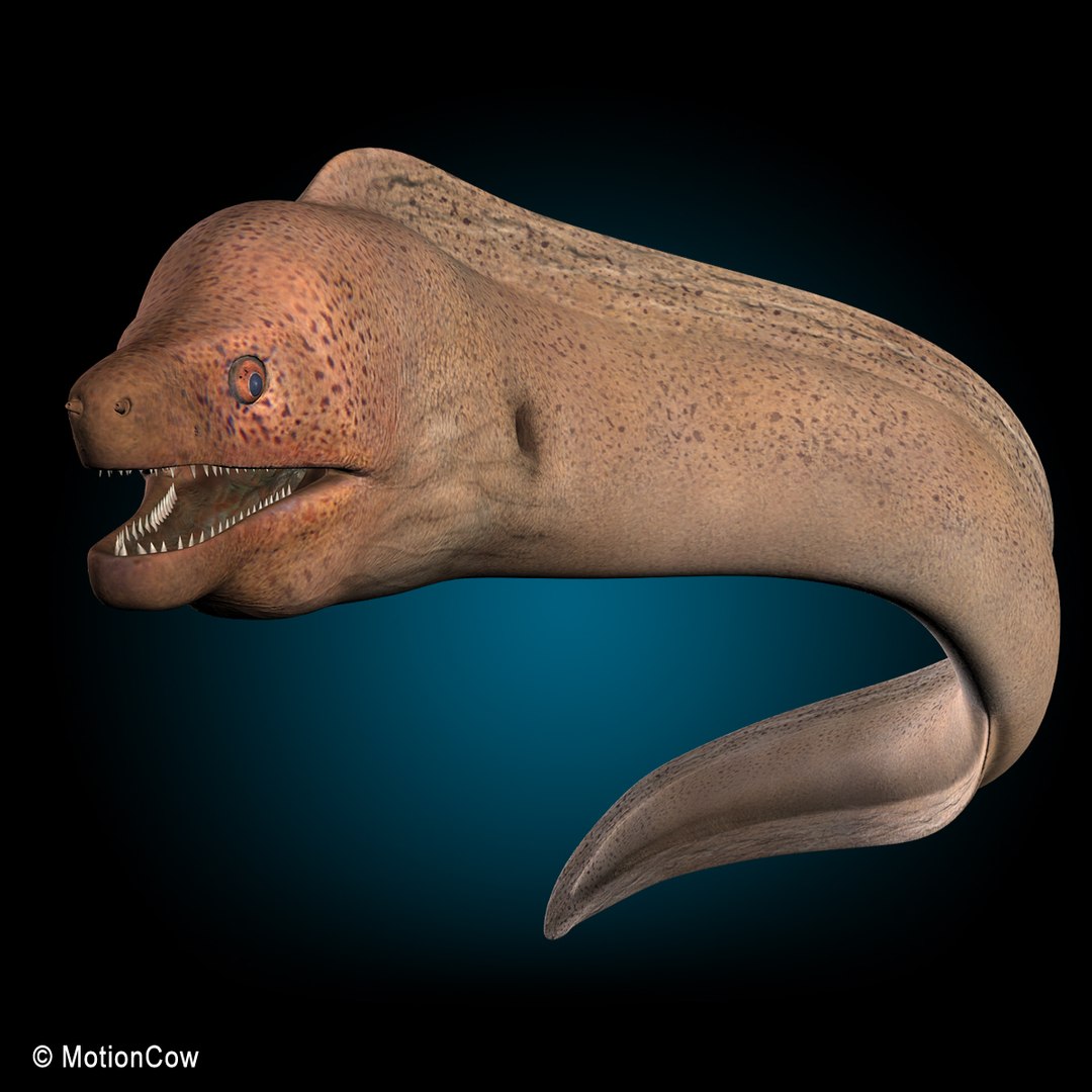 realistic giant moray eel xsi