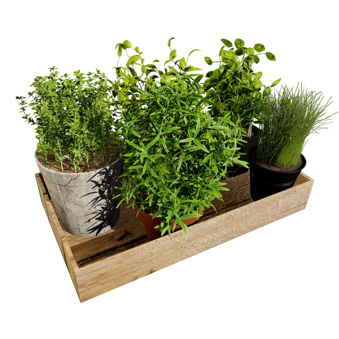 Wooden Tray With Herb Plants Model - TurboSquid 2205327