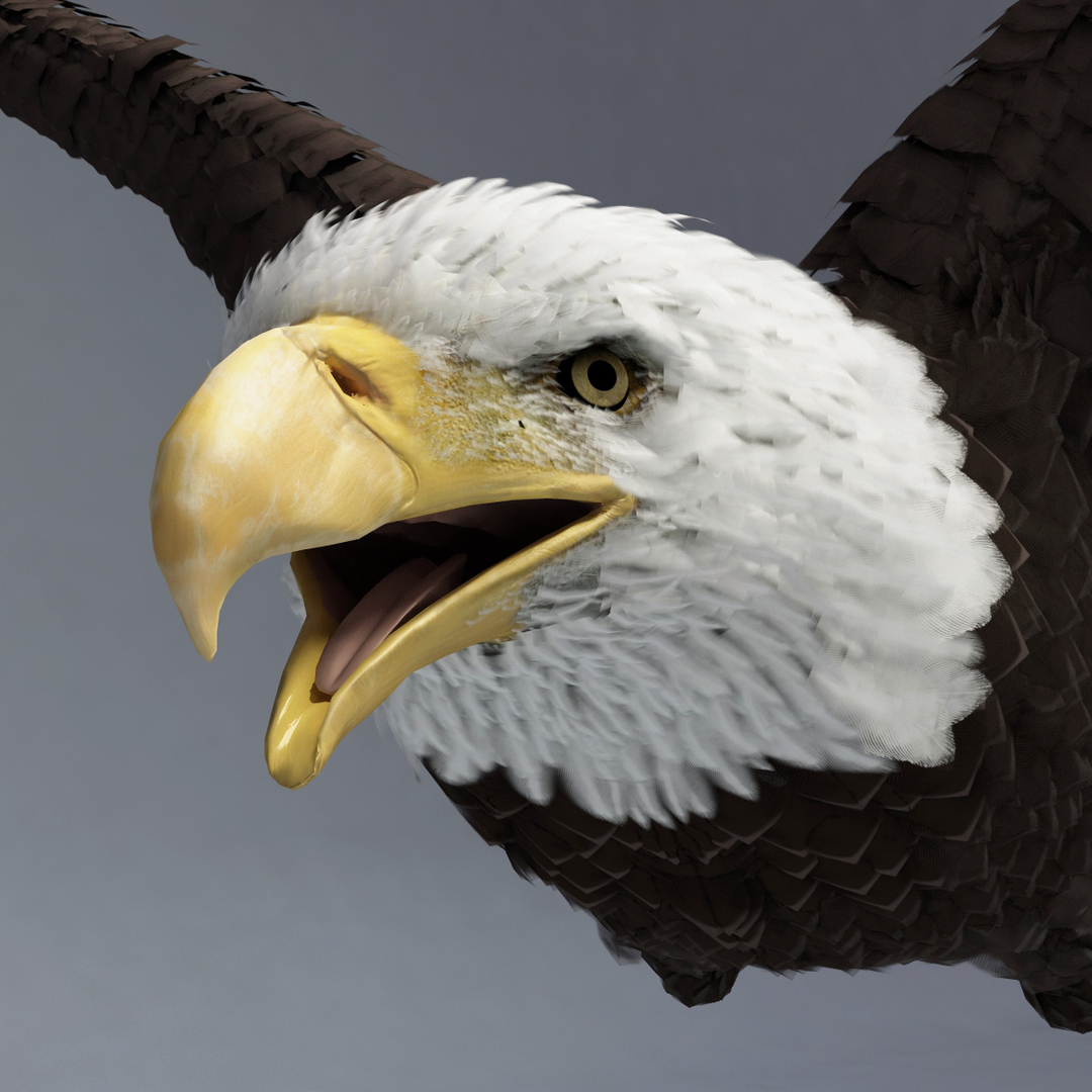 3d model bald eagle pose 3