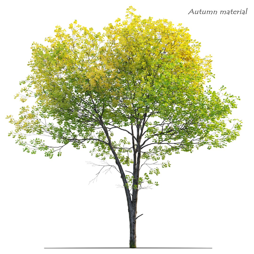 Tulip Tree 3D Model - TurboSquid 1936631