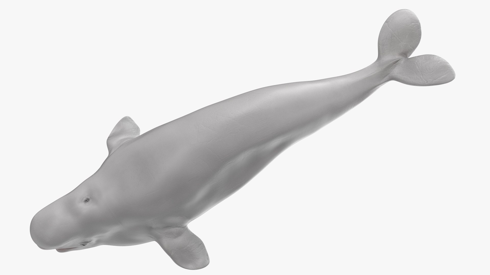 3D Beluga Whale Young Rigged - TurboSquid 2027787