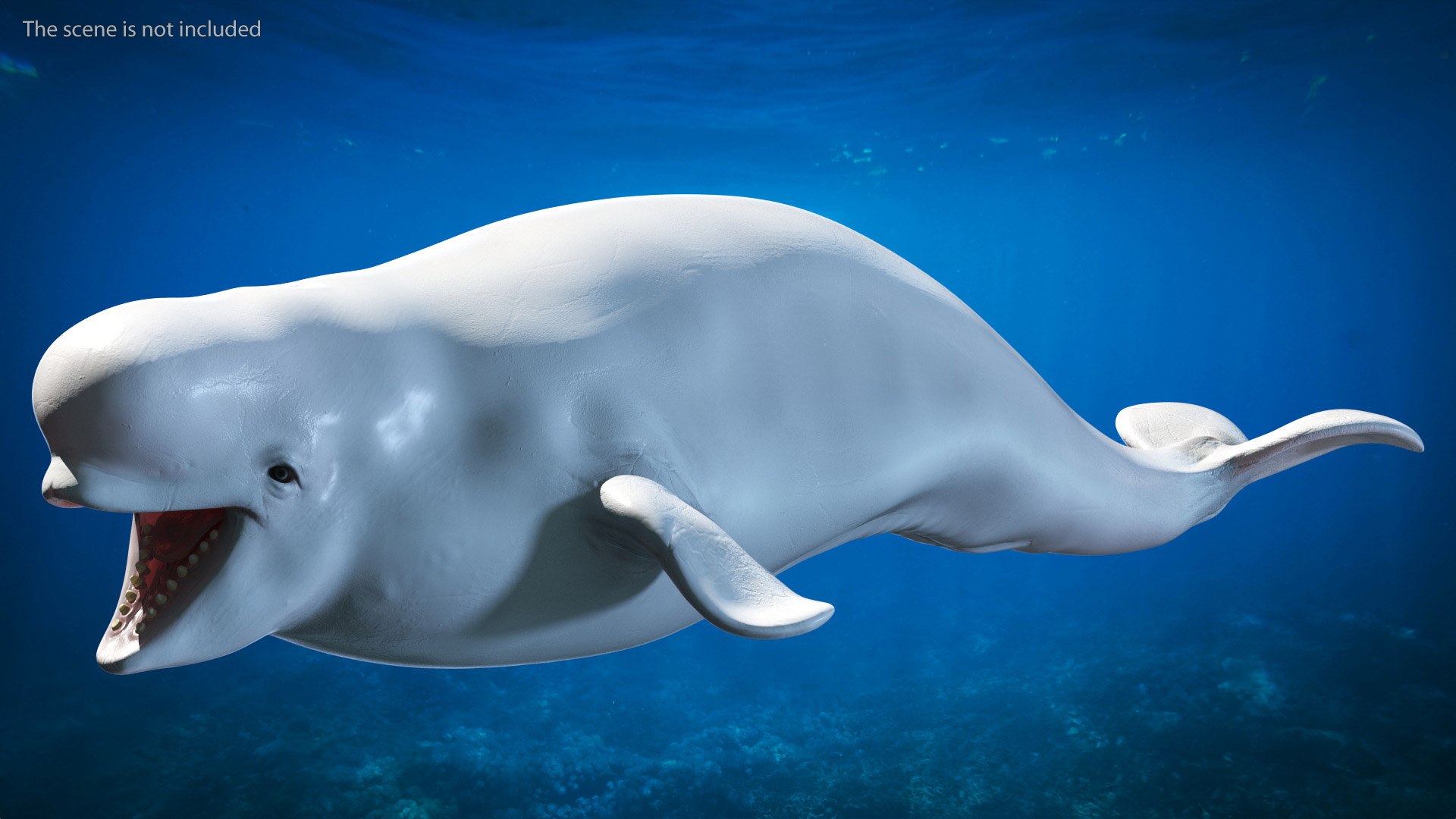3D Beluga Whale Young Rigged - TurboSquid 2027787