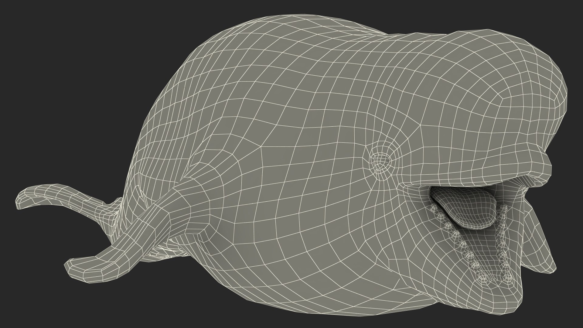 3D Beluga Whale Young Rigged - TurboSquid 2027787