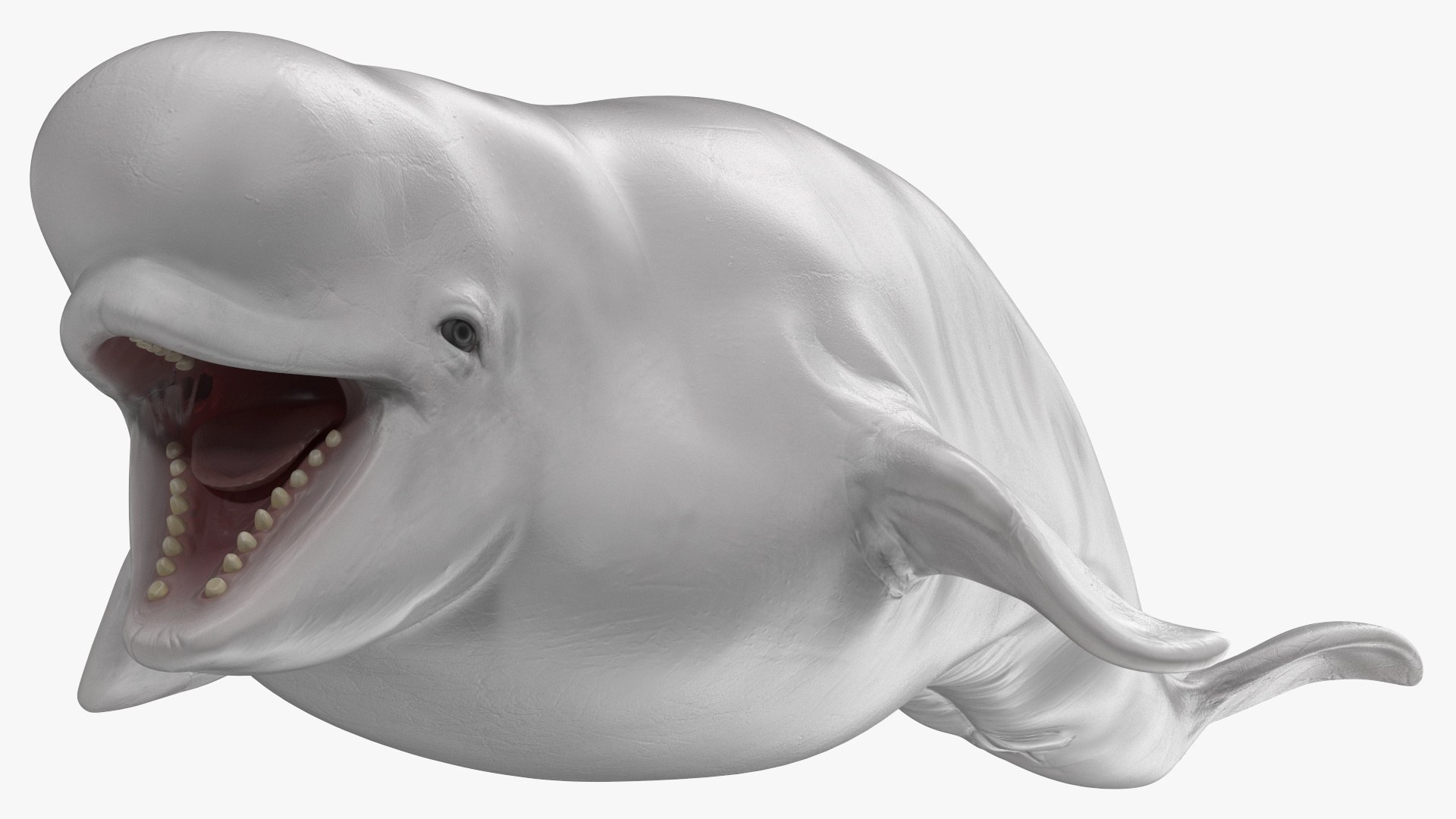 3D Beluga Whale Young Rigged - TurboSquid 2027787