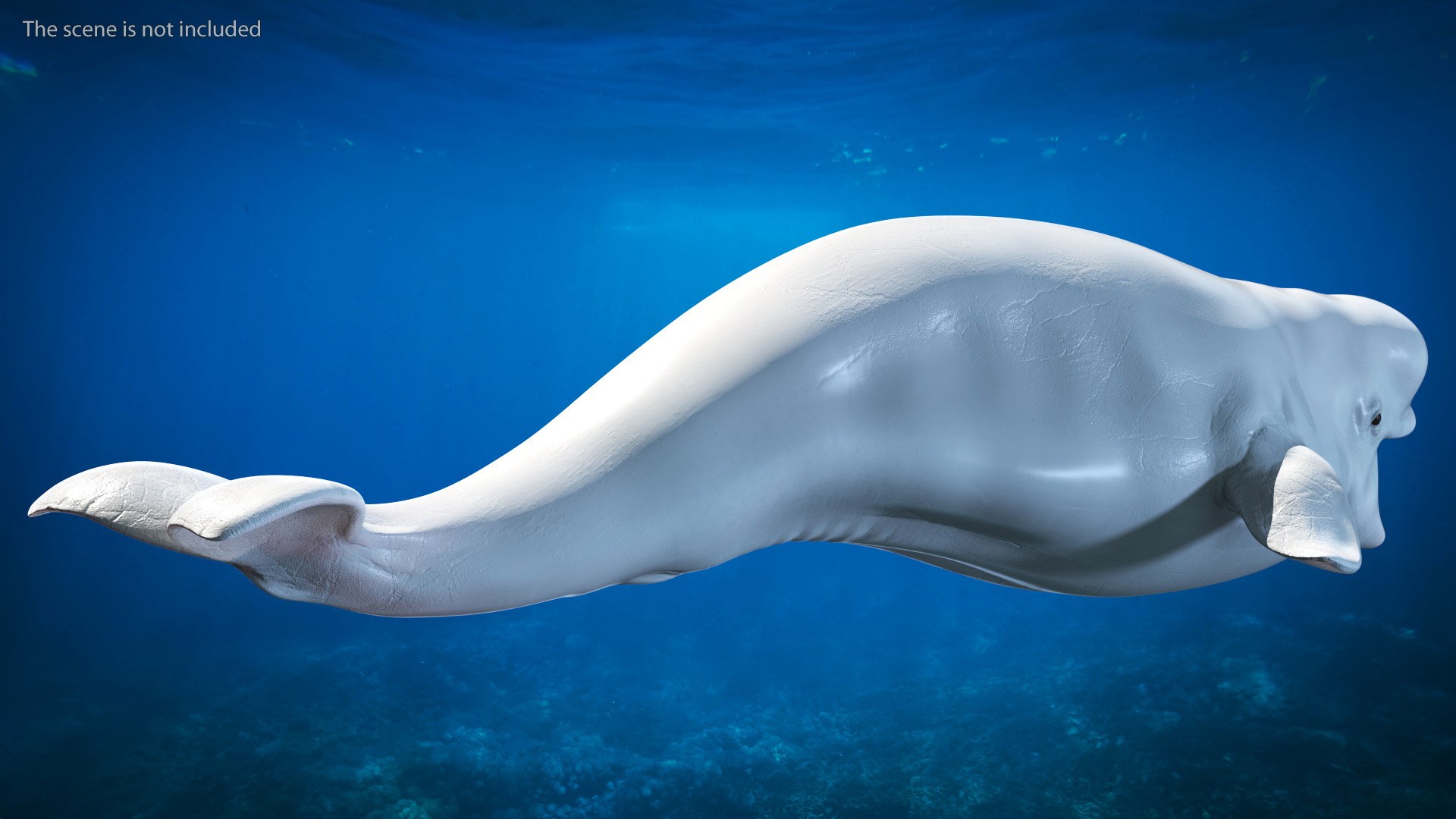 3D Beluga Whale Young Rigged - TurboSquid 2027787