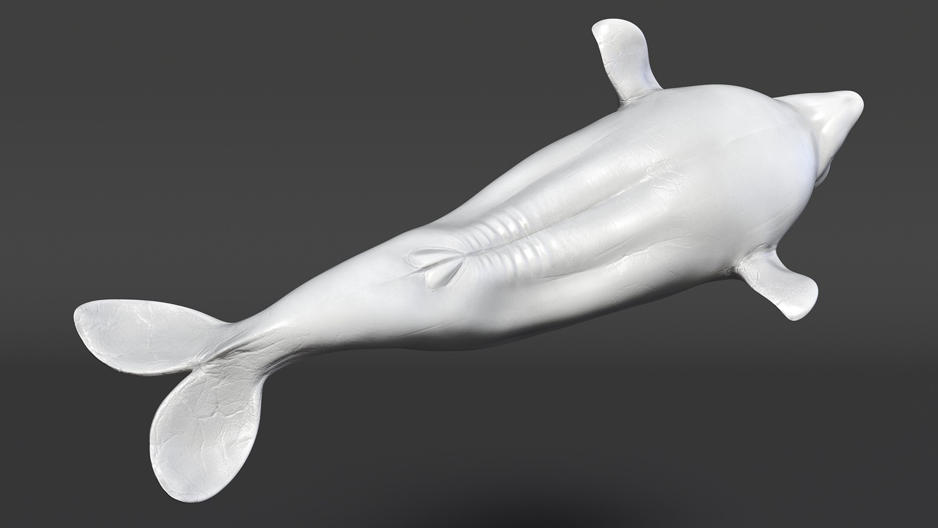 3D Beluga Whale Young Rigged - TurboSquid 2027787