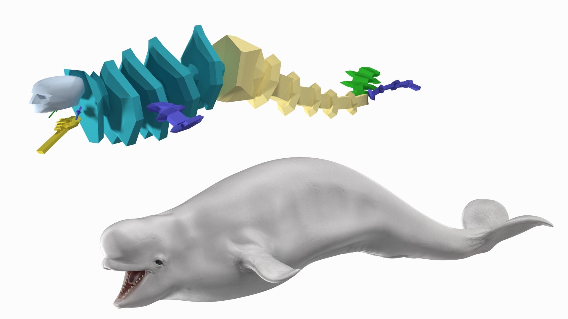 3D Beluga Whale Young Rigged - TurboSquid 2027787