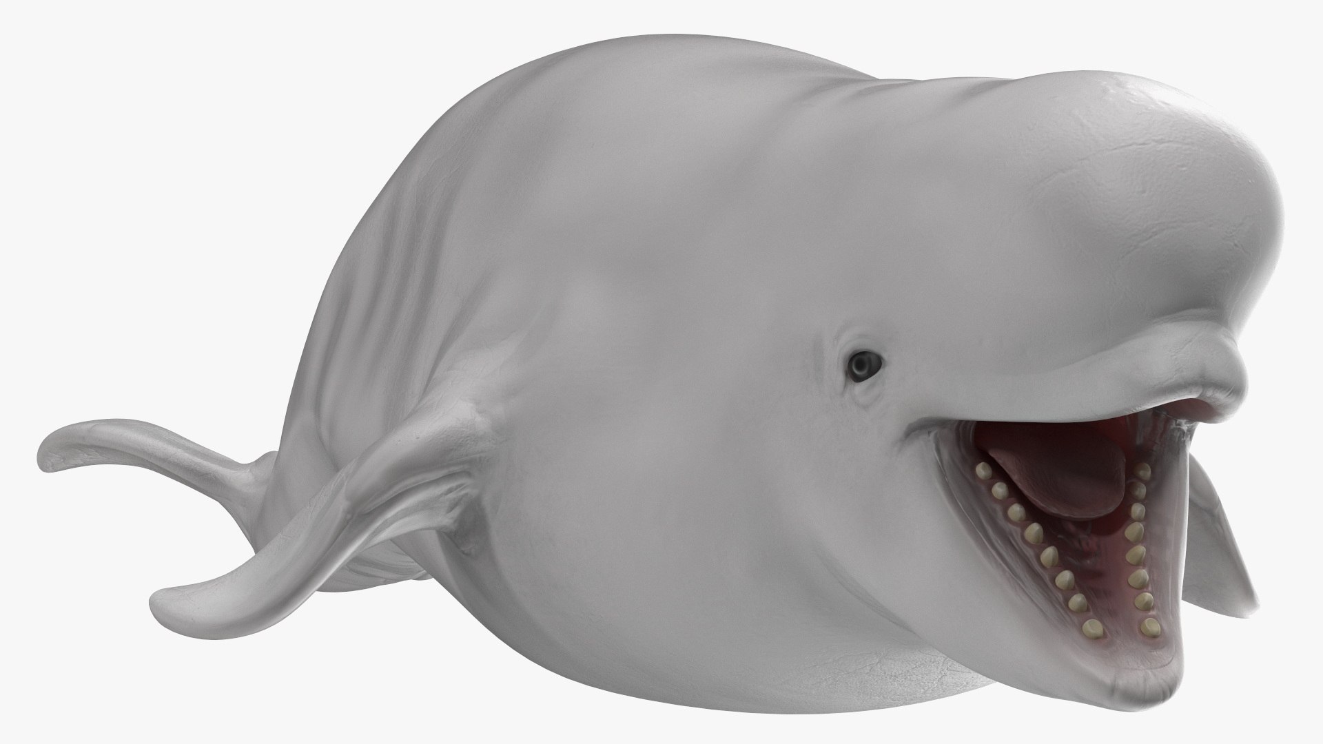 3D Beluga Whale Young Rigged - TurboSquid 2027787