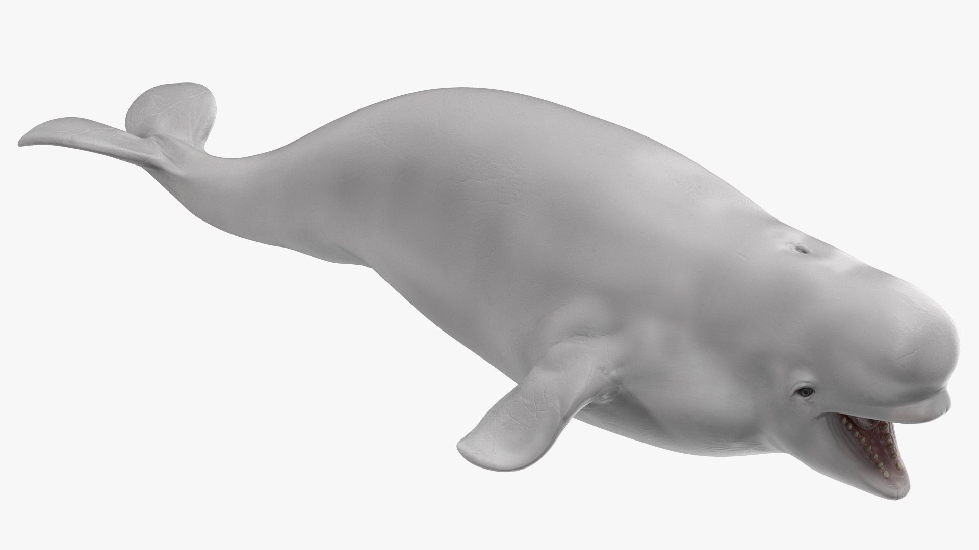 3D Beluga Whale Young Rigged - TurboSquid 2027787
