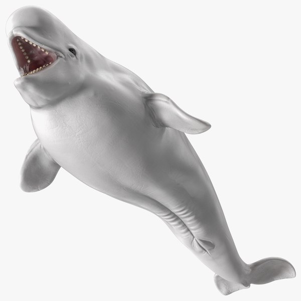 modelo 3d Ballena Beluga Joven Aparejada - TurboSquid 2027787
