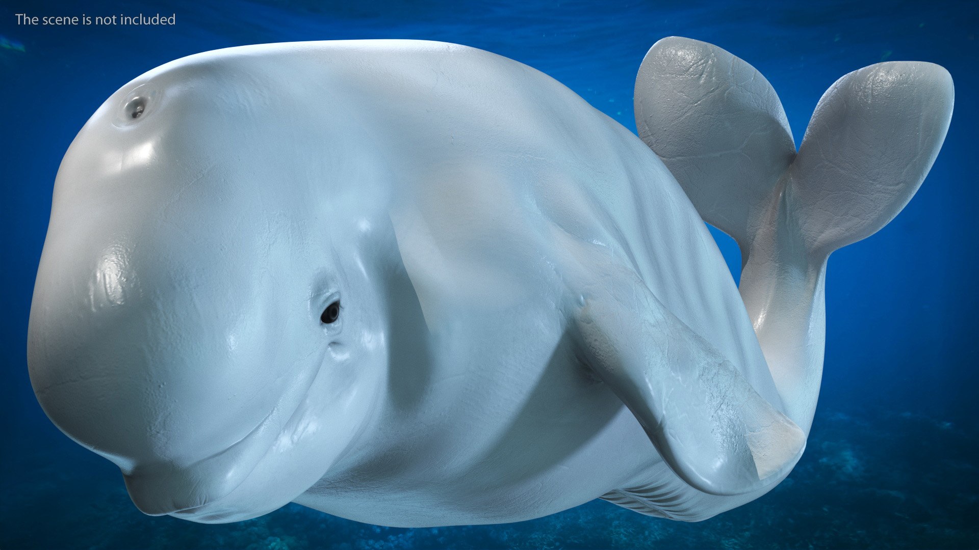 3D Beluga Whale Young Rigged - TurboSquid 2027787