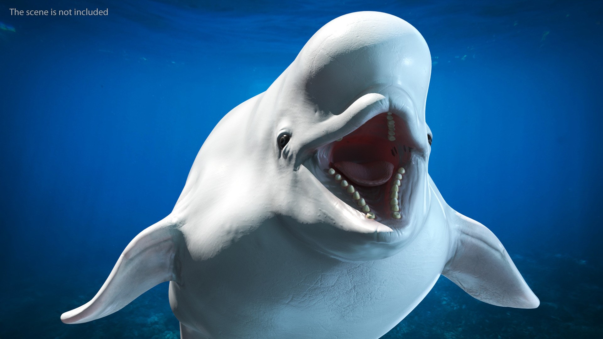 3D Beluga Whale Young Rigged - TurboSquid 2027787