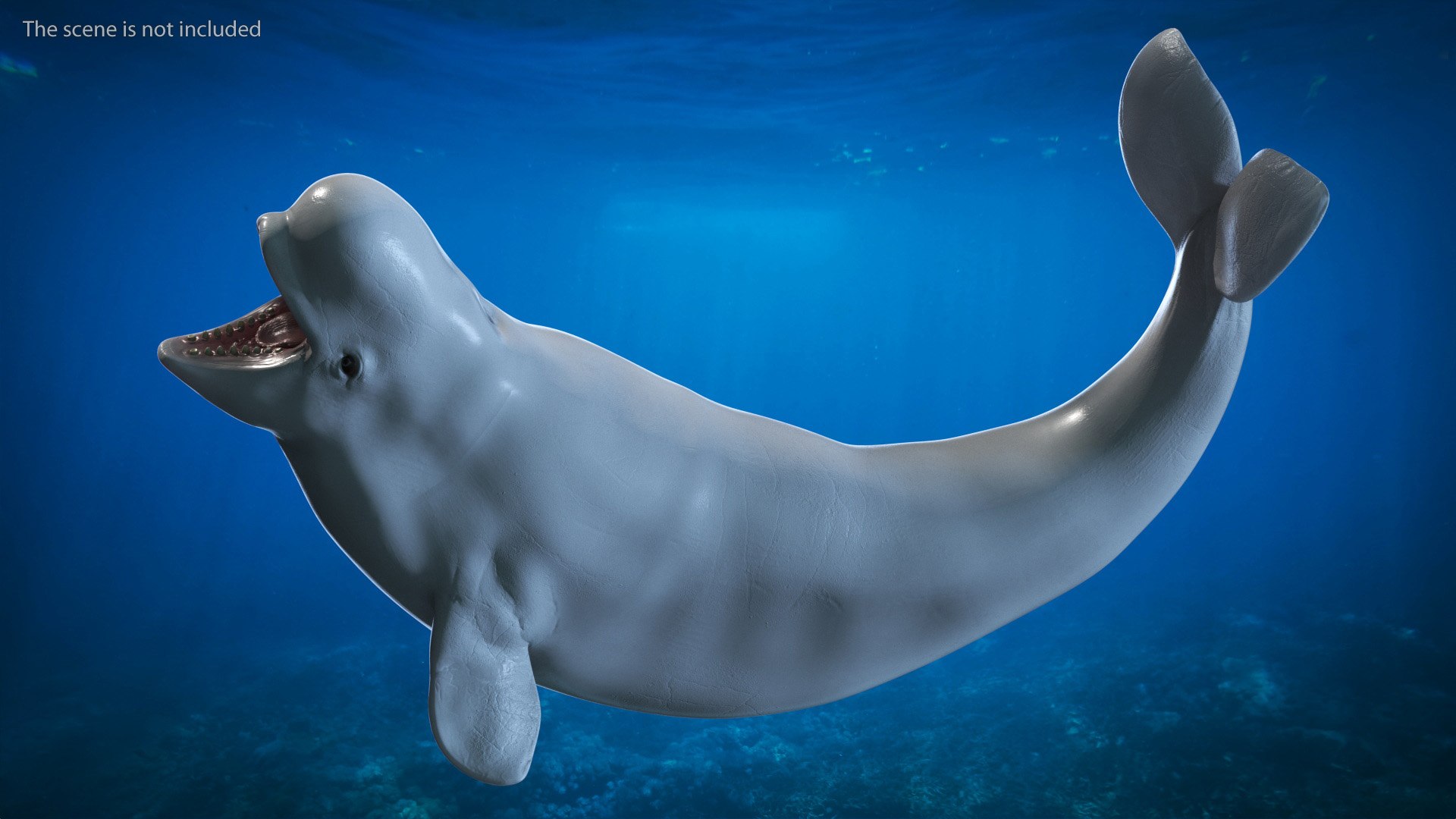 3D Beluga Whale Young Rigged - TurboSquid 2027787