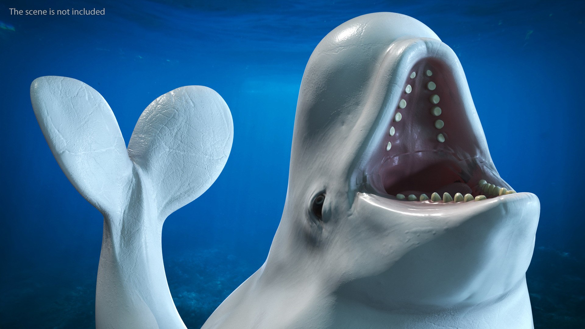 3D Beluga Whale Young Rigged - TurboSquid 2027787