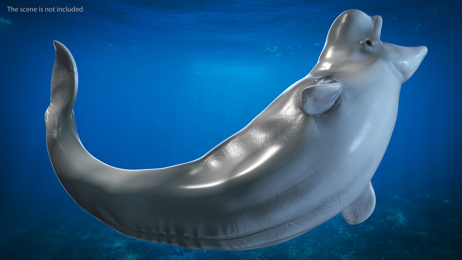 3D Beluga Whale Young Rigged - TurboSquid 2027787