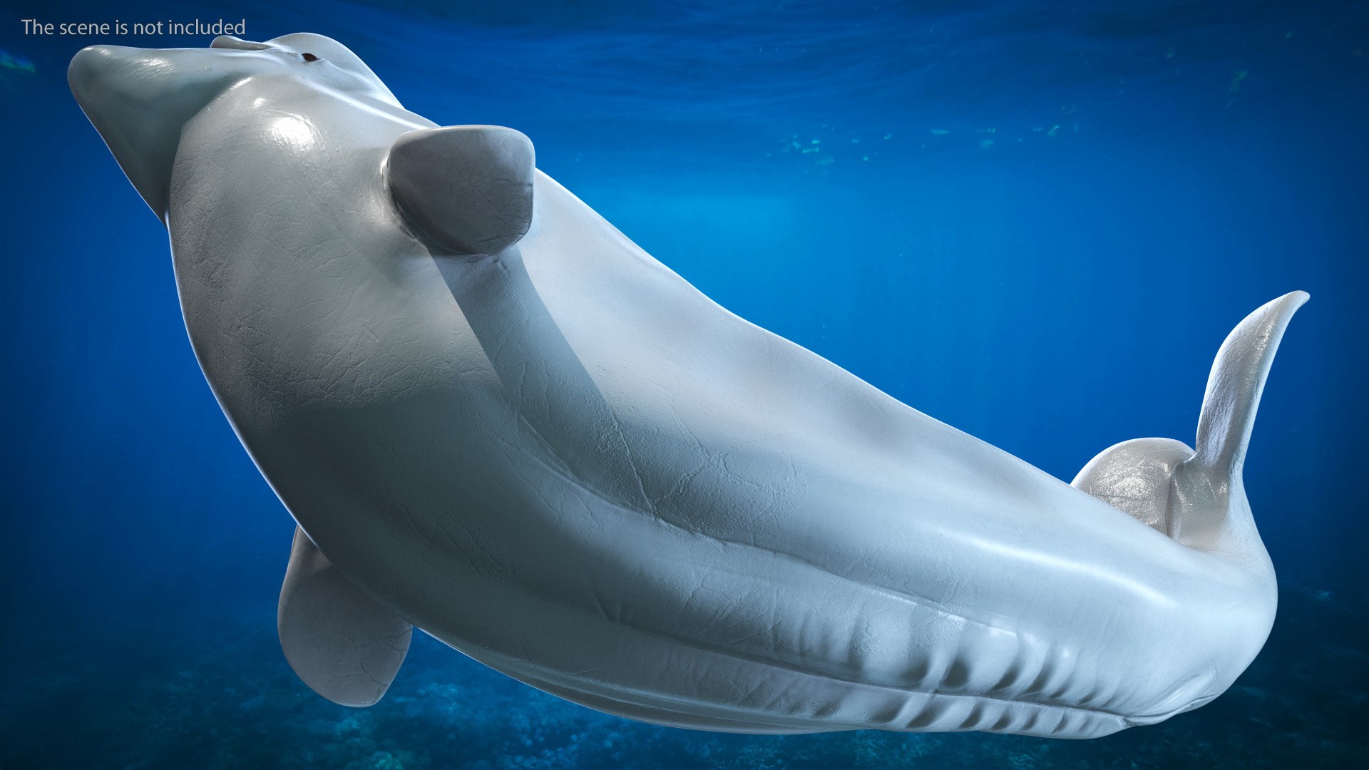 3D Beluga Whale Young Rigged - TurboSquid 2027787