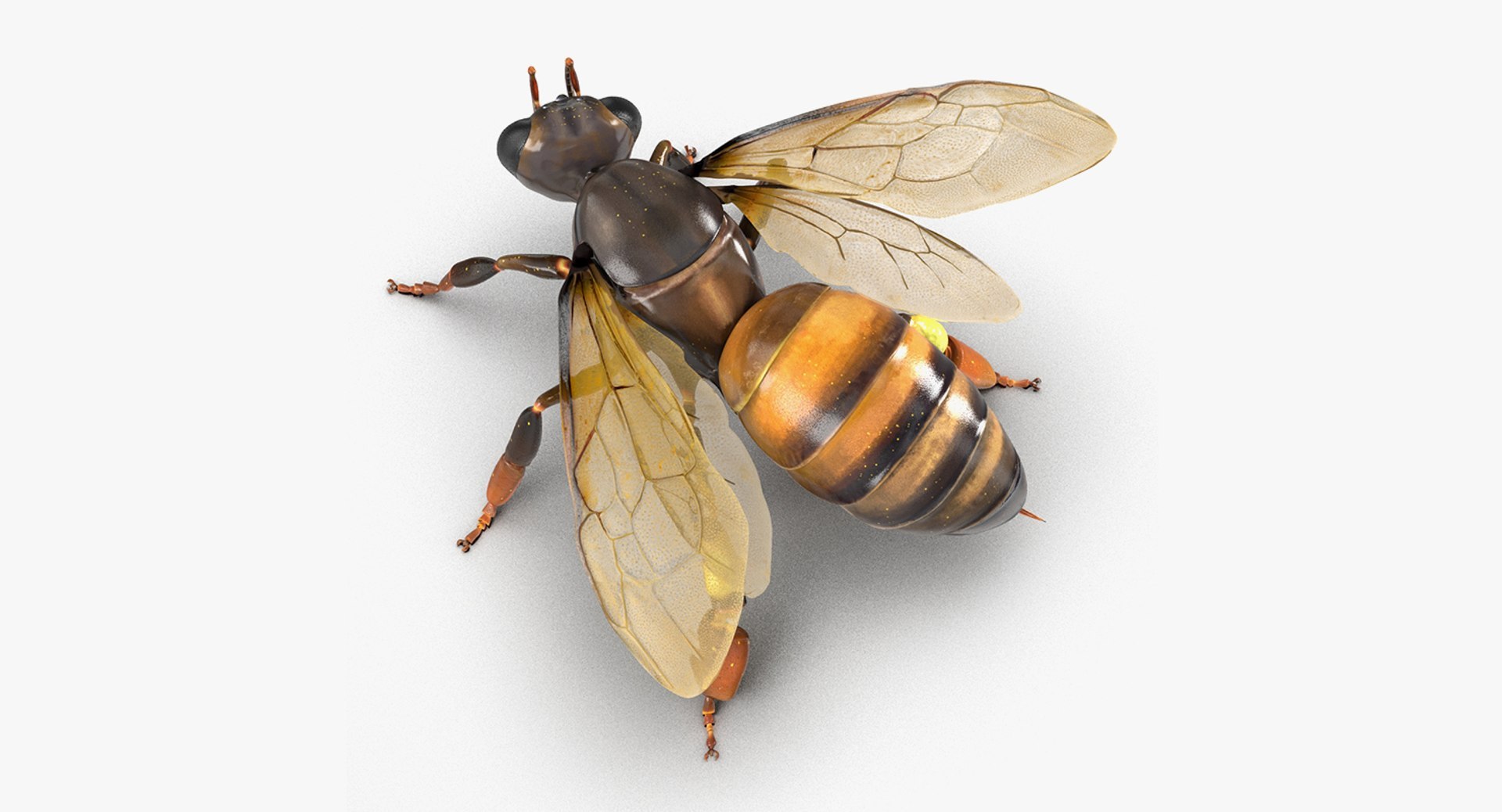 3D Honey Bee With Robot Bee Collection - TurboSquid 2306073