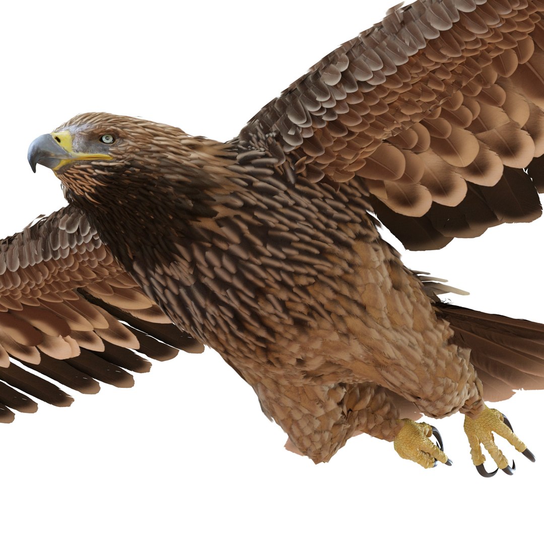 3d imperial eagle pose 2 model