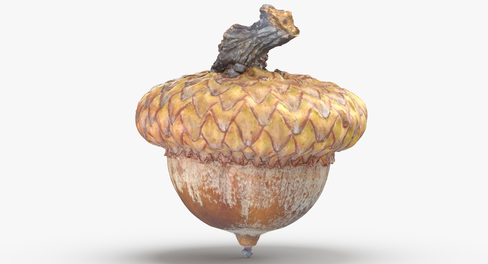 Acorn 01 3D Model - TurboSquid 1517315