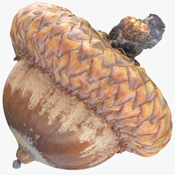 Acorn 3D Models for Download | TurboSquid