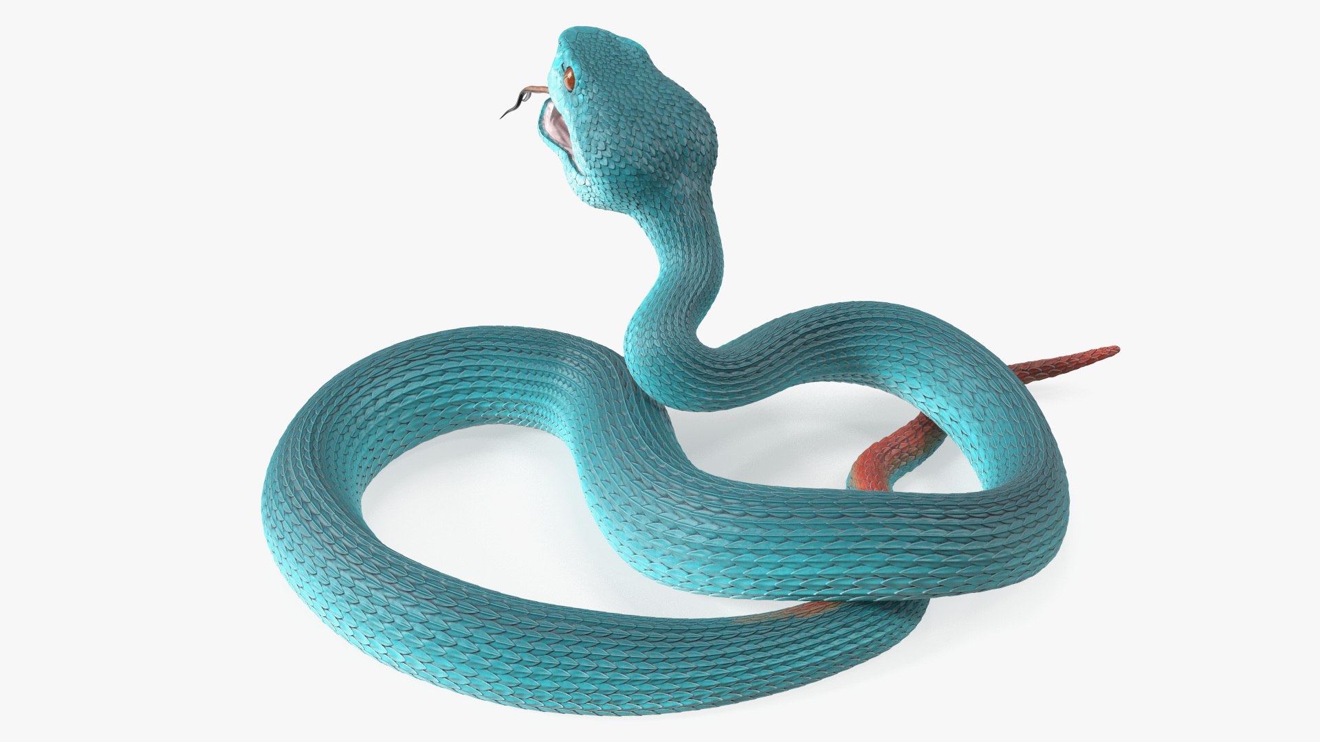 3D Attacking Blue Snake Trimeresurus - TurboSquid 2106174