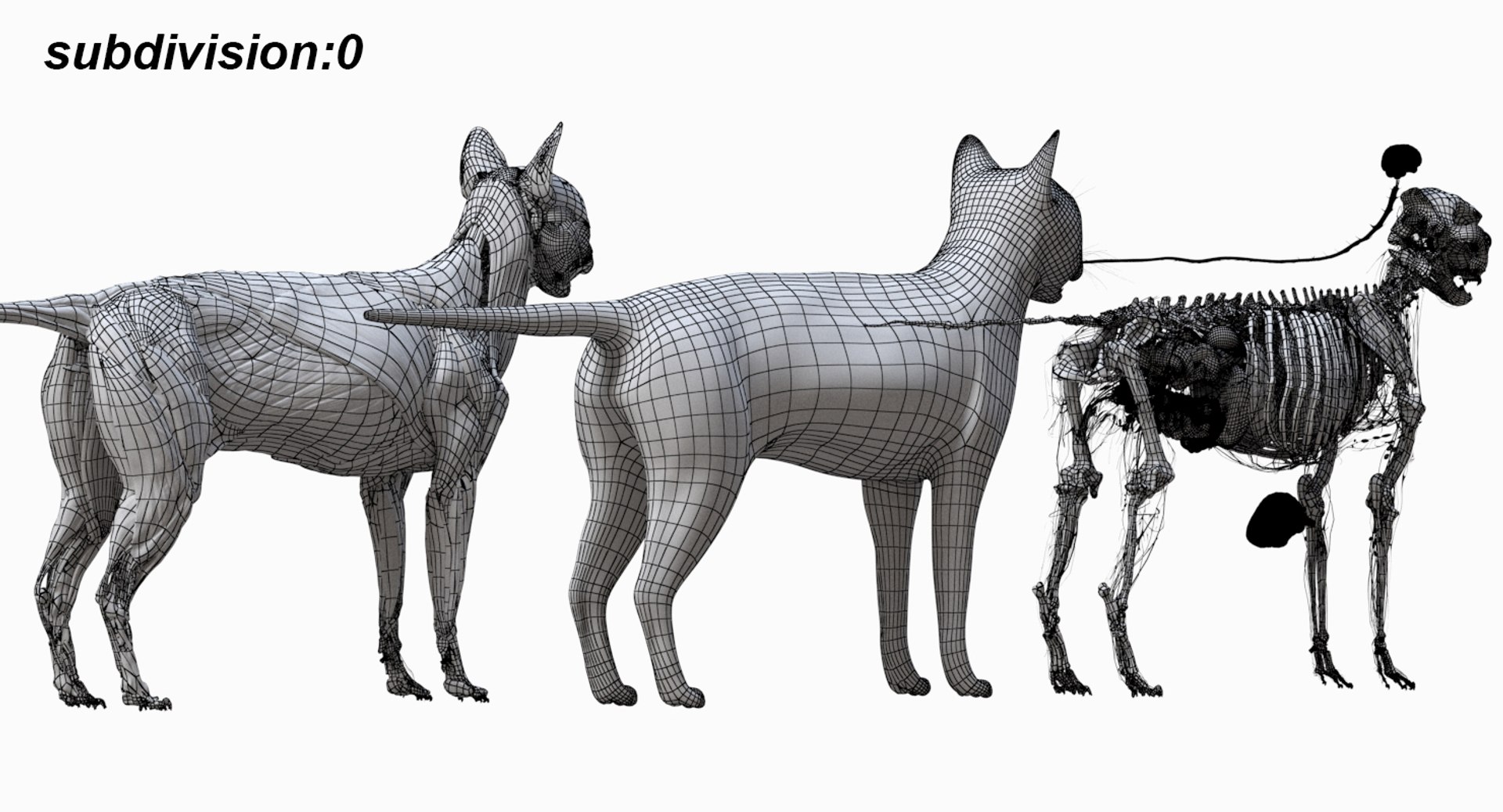 Rigged fur 3D model - TurboSquid 1371377