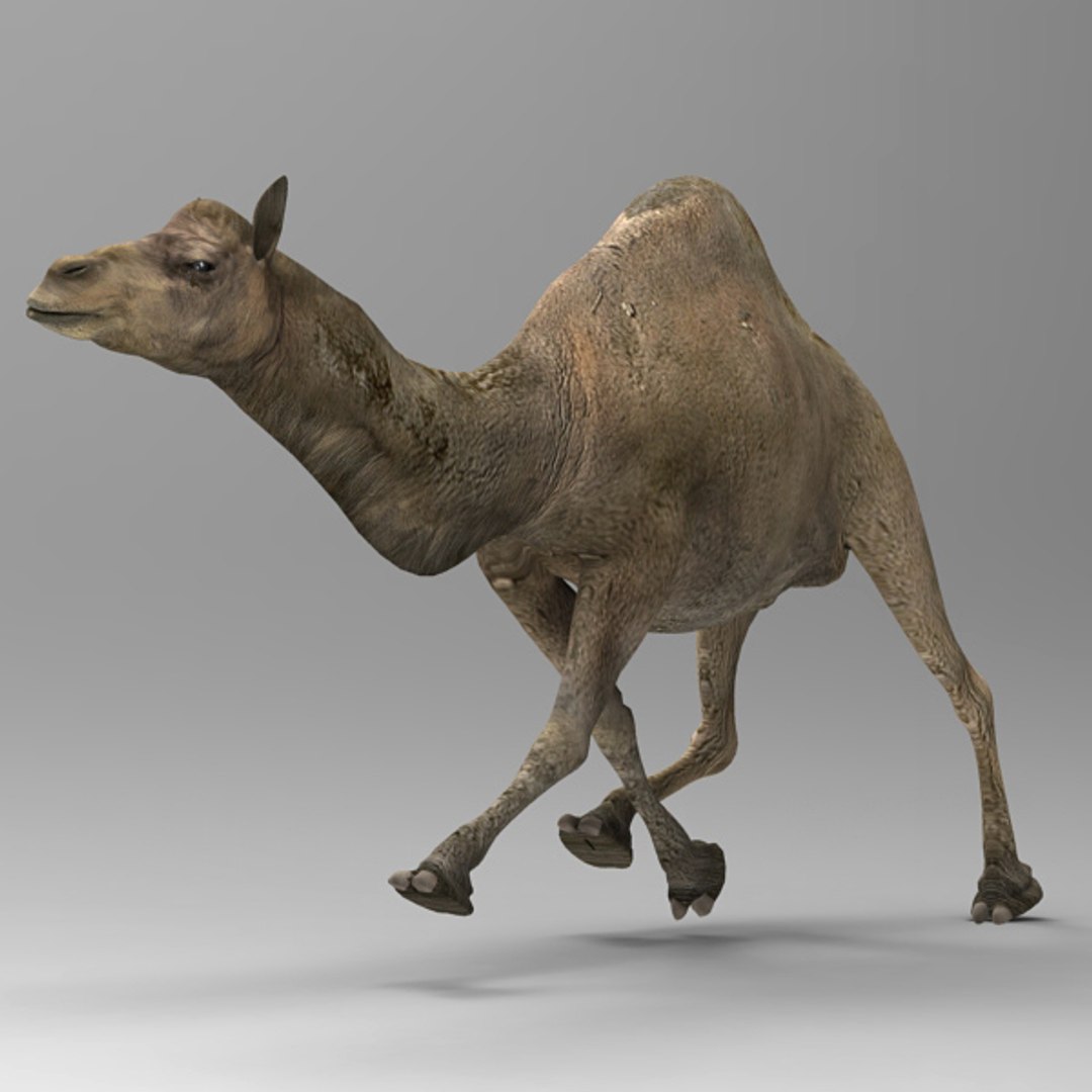 3d Camel Poser Model
